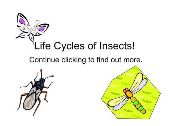 Butterfly Life Cycle | PPT