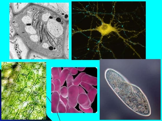 Cell and cell theory | PPT
