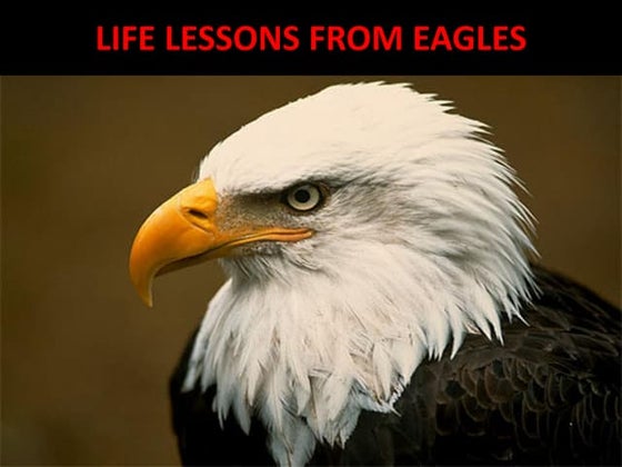 Lessons From The Life Of An Eagle | PDF | Birdwatching | Hobbies ...
