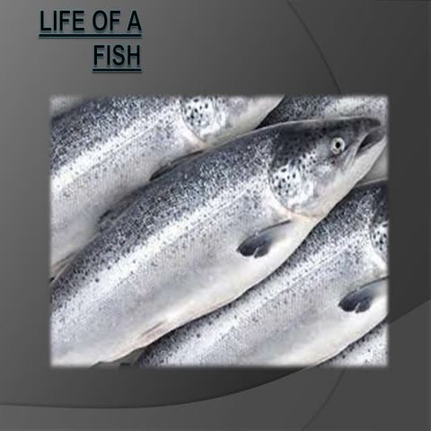 Life of a fish | PPTX