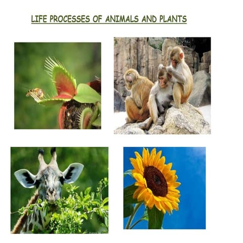 Life processes UNIT 3 YEAR 3 LIVING THINGS | PPTX