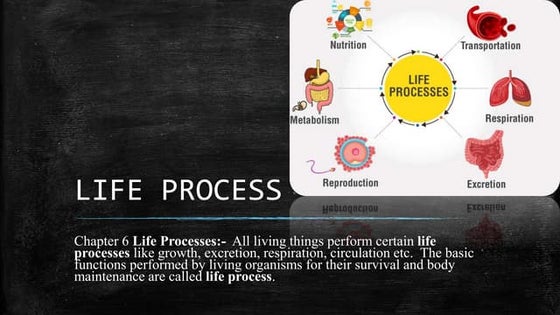 Life Processes Class 10th Ppt Ppt