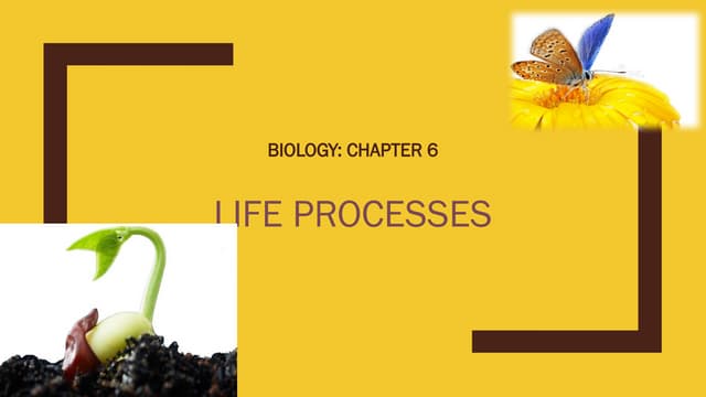 stages of cellular respiration for students.pptx | Biological Sciences ...