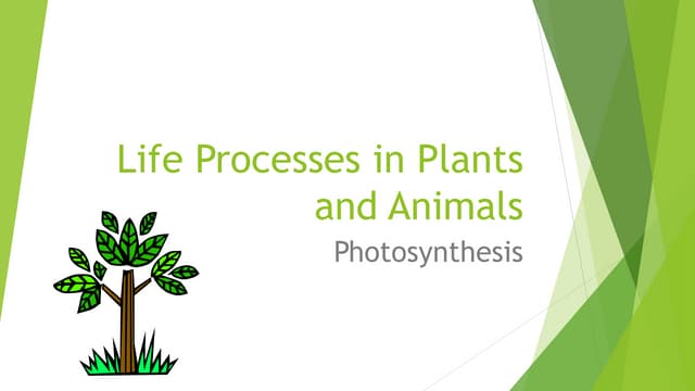 The importance of photosynthesis in the ecosystem | PPTX