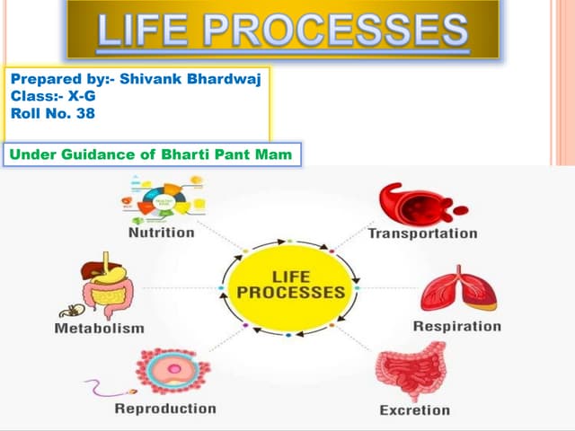 Life processes.ppt | Nutrition | Healthy Living