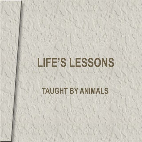 life's lessons-taught by animals | PPT