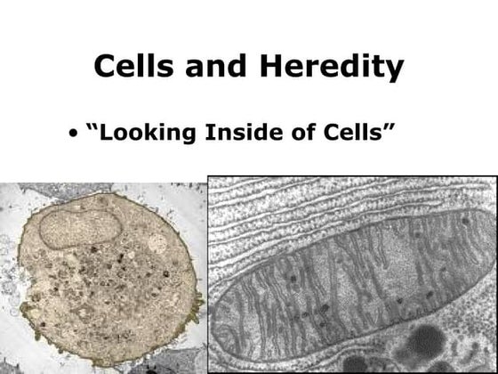 Biology (cells) grade 7 | PPTX