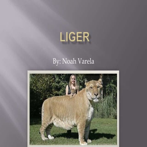Liger | PPTX
