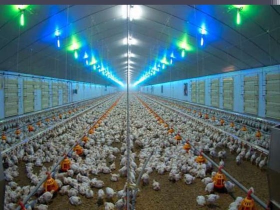Broiler Poultry Farm Construction Guide | PPT