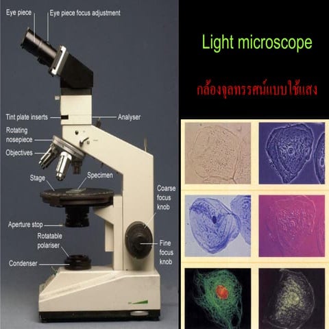 Light microscope | PPT