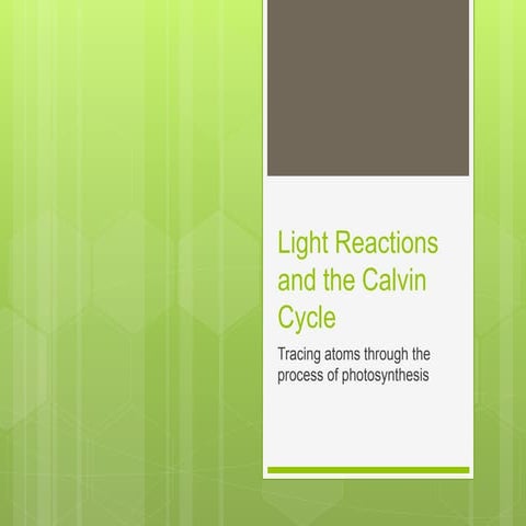 Light independent reactions of photosynthesis | PPTX