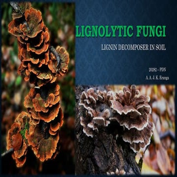Lignolytic fungi, magical fungi, kingdom fungi/ soil enzyme generating ...