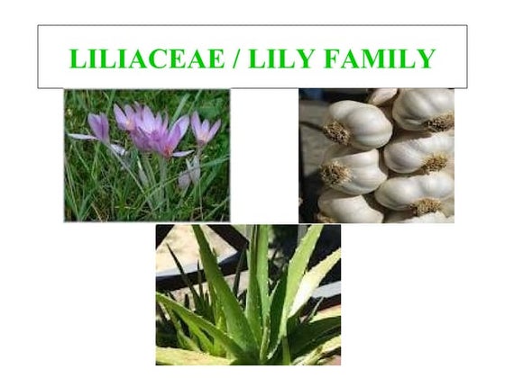 Liliaceae | PPT