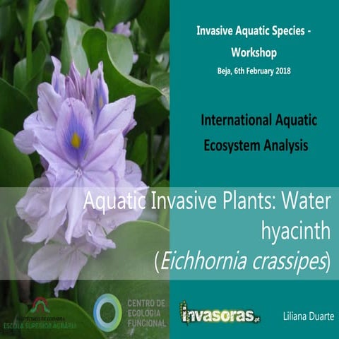 Aquatic Invasive Plants: Water hyacinth (Eichhornia crassipes) | PPSX