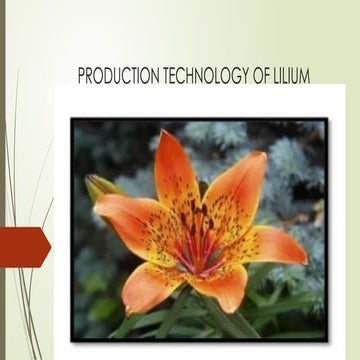 Lillium.pptx production technology of lilium | PPTX