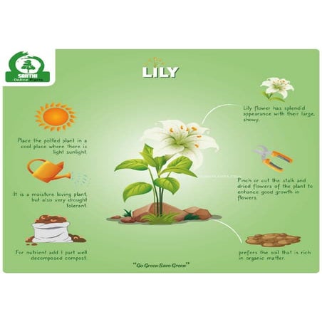 LILY PLANT | PDF