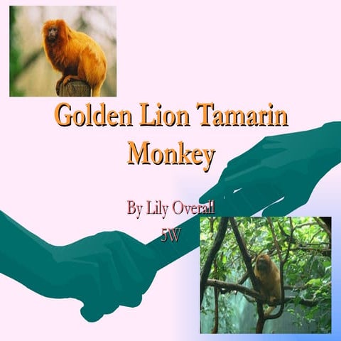 Lily o golden lion tamarin monkey | PPT