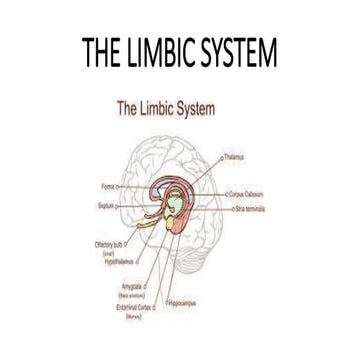 limbic.pptx