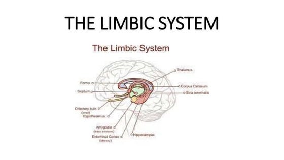 Limbic System.ppt