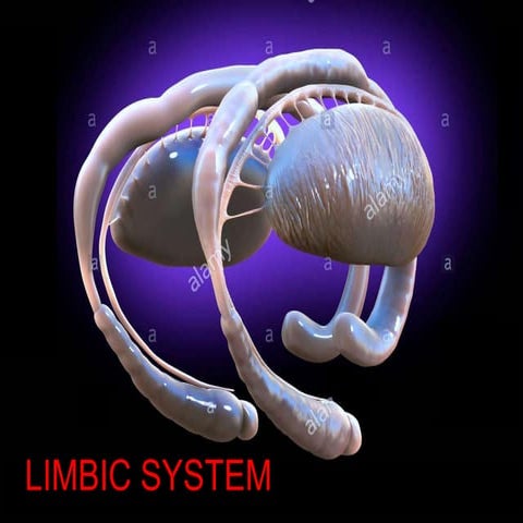 Limbic System | PPTX