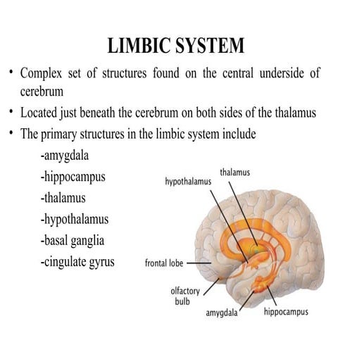 LIMBIC SYSTEM.he limbic system is located deep within your brain. It ...
