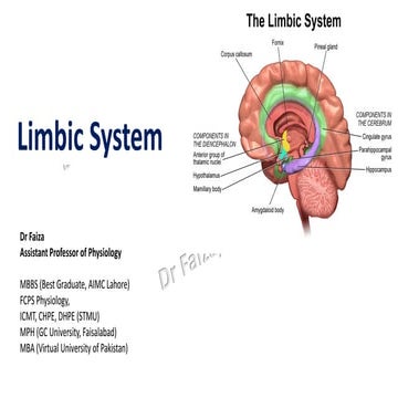 Limbic System - Hypothalamus, Amygdala and Hippocampus | PDF
