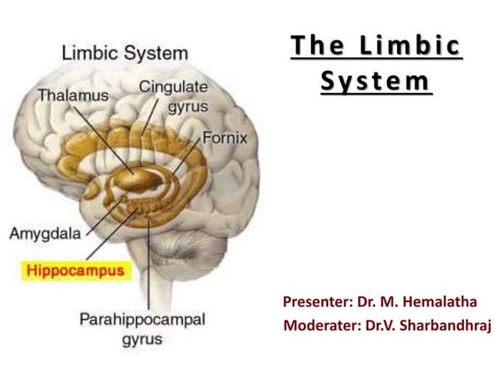Limbic system | PPTX