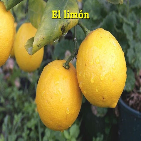 Limon | PPT
