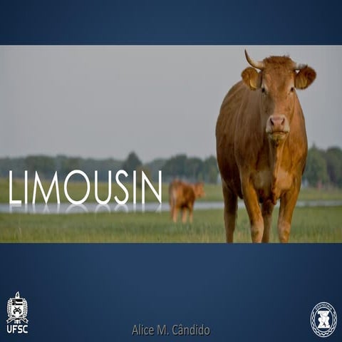 Limousin - Raça Bovina | PPT