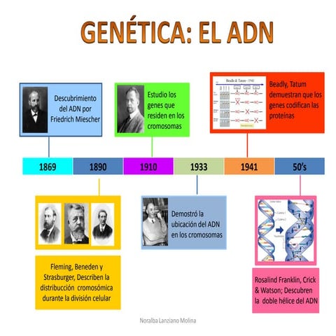 Linea Del Tiempo De La Historia De La Genetica Timeline
