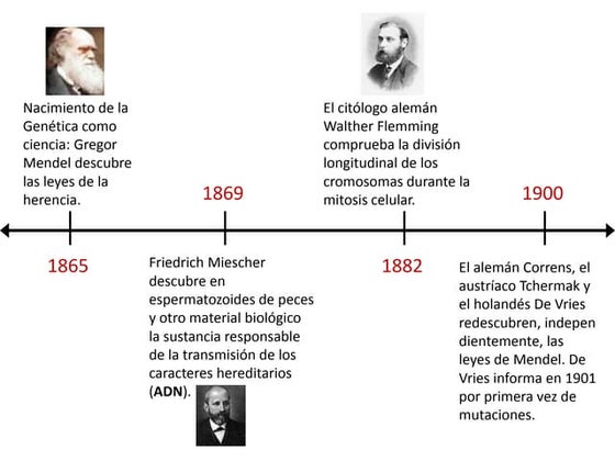Linea de tiempo | PPT
