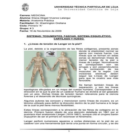 Lineas De Tension De Langer | DOCX