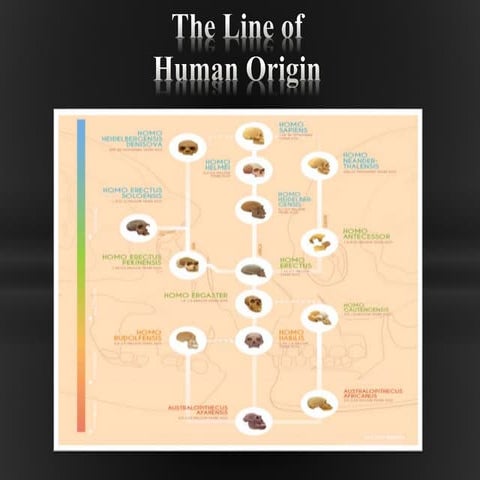 Line of human origin | PPTX