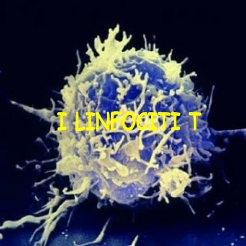 Linfociti t | PPT