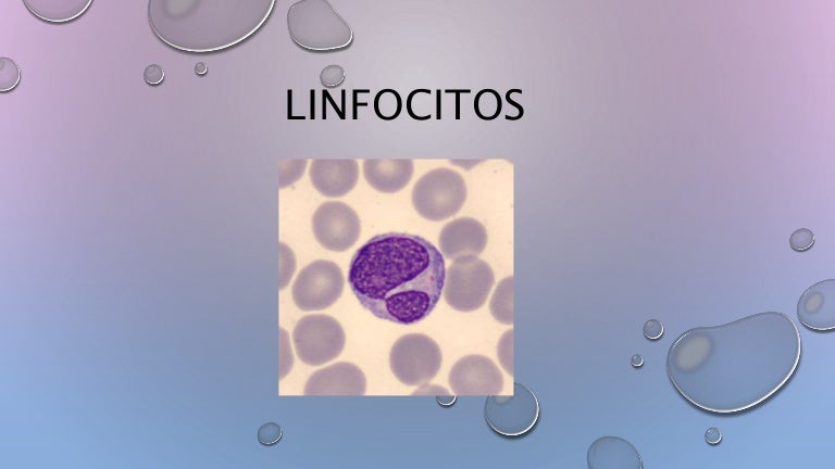 Linfocitos.