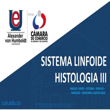 Sistema linfoide definitivo | PDF