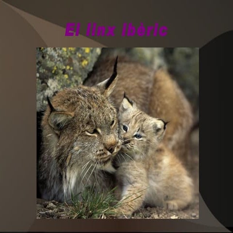 El linx (Verónica) | ODP