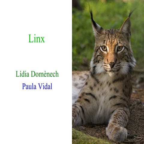 Linx | PPT