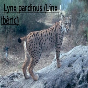 Linx ibèric | PPT