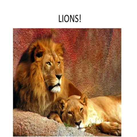 Lions! | PPT