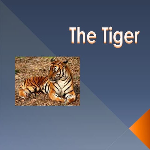 Largest Big Cat | PPT
