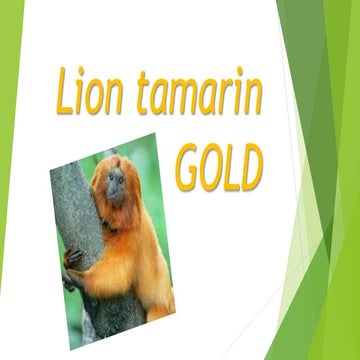 Lion tamarin gold | PPT