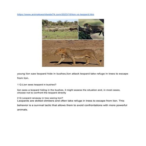 lion vs leopard .docx