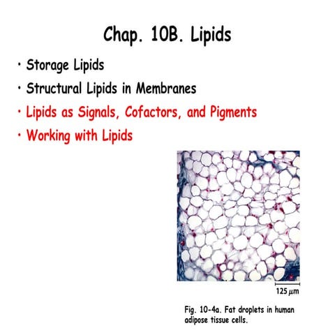 Lipid.ppt biochemistry of lipid detail science | PPT