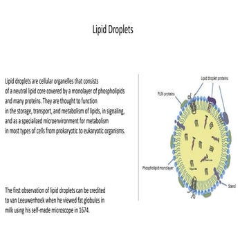 lipid droplet.pptx