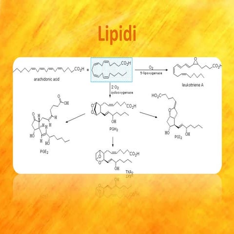Lipidi | PPTX