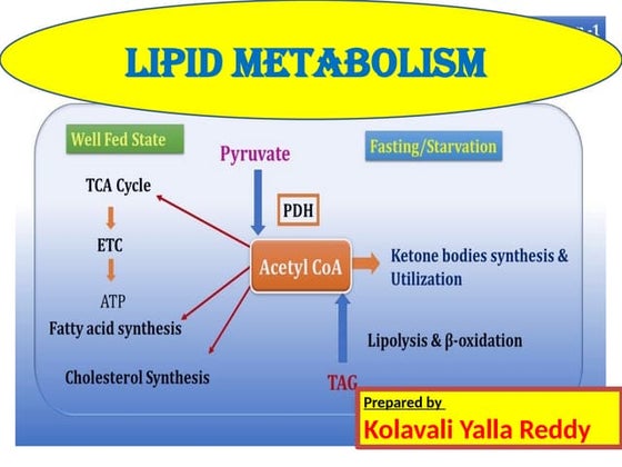 Formation and utilization of ketone bodies; ketoacidosis | PPTX