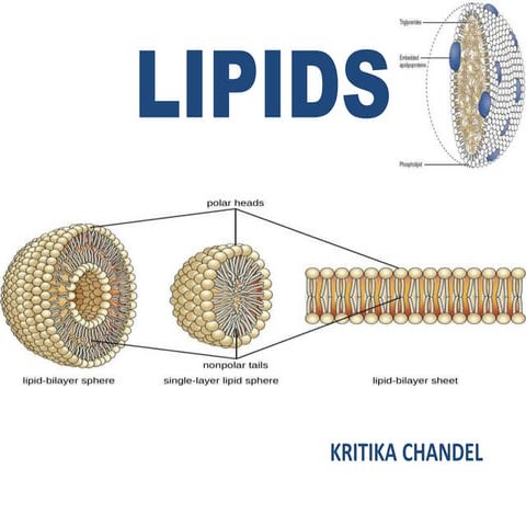 Lipids | PPTX