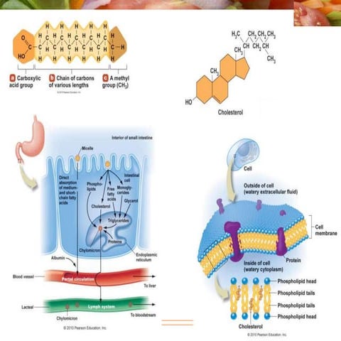 Carbohydrates Structure and functions- Biochemistry PPT for Students ...
