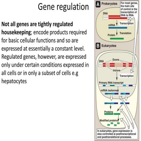 Describe - Gene Expression | PPT